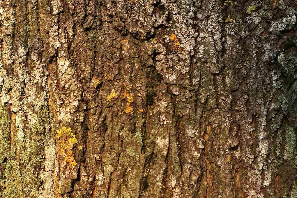 DIMEX | Samolepicí vliesová fototapeta na zeď Kůra stromu s mechem MA-5-2336 | 375 x 250 cm | zelená, bílá, hnědá