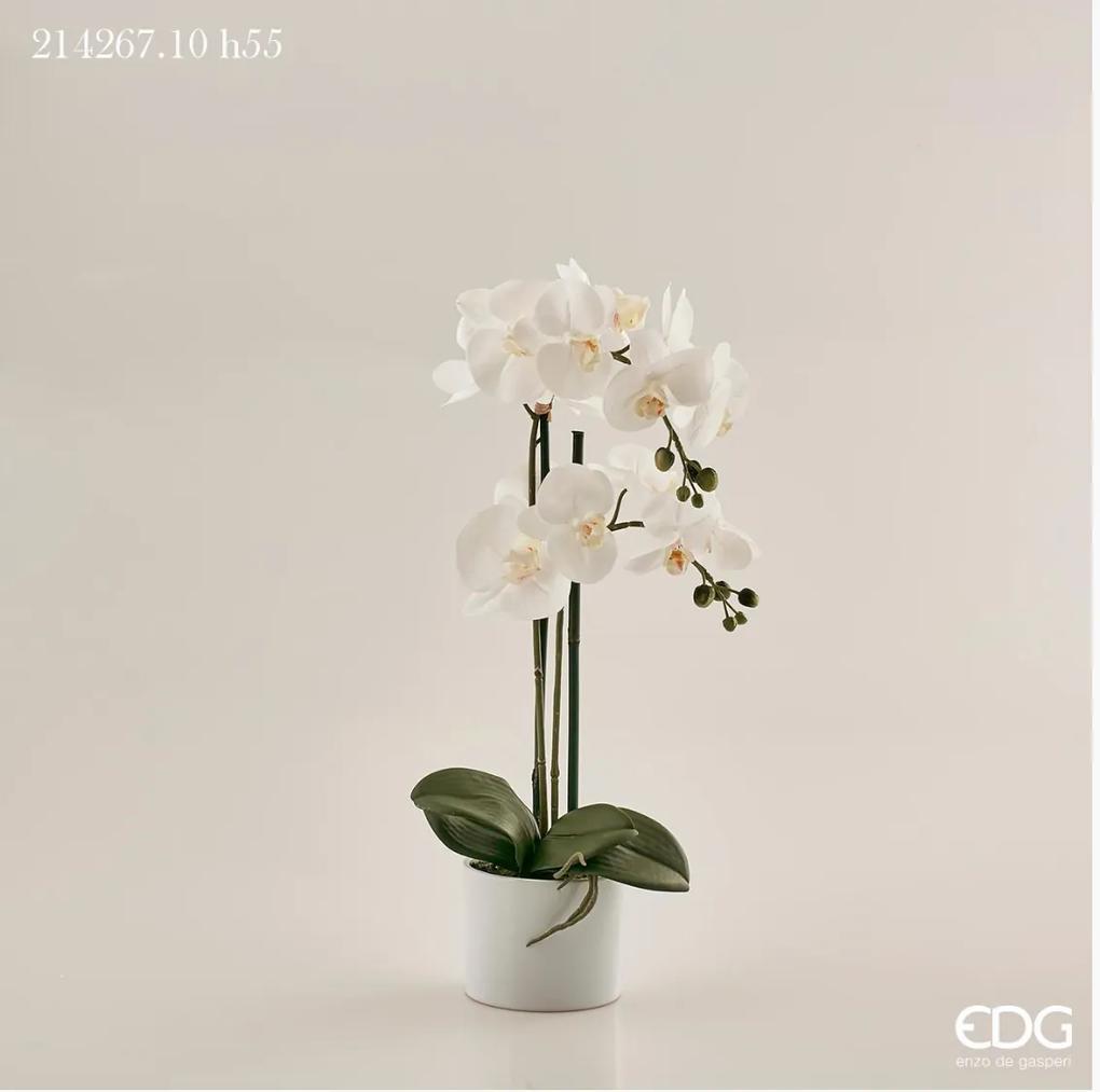 Bílá Orchidej ve váze EDG H55