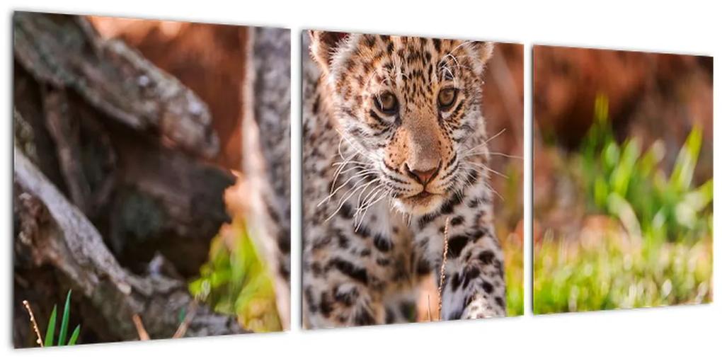 Mládě leoparda - obraz do bytu