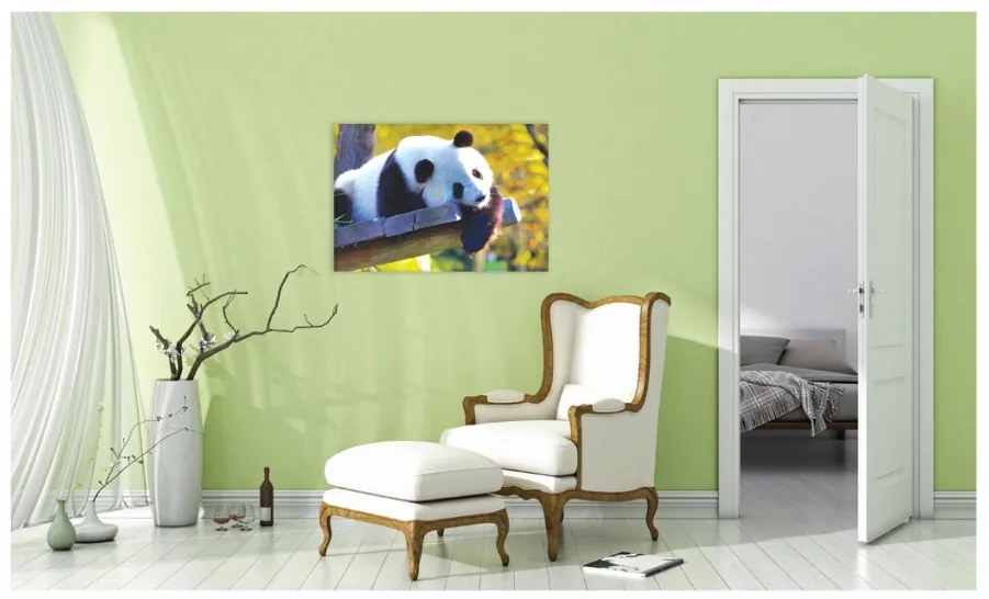 Jednodílný obraz panda Velikost (šířka x výška): 120x80 cm