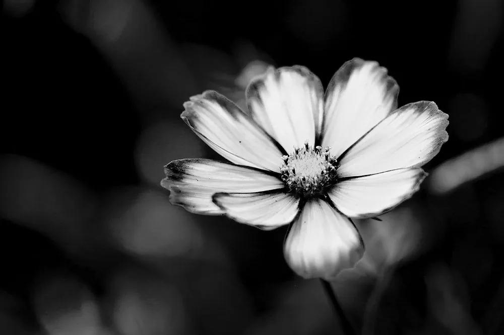 Tapeta zahradní černobílý květ  - 225x150 cm