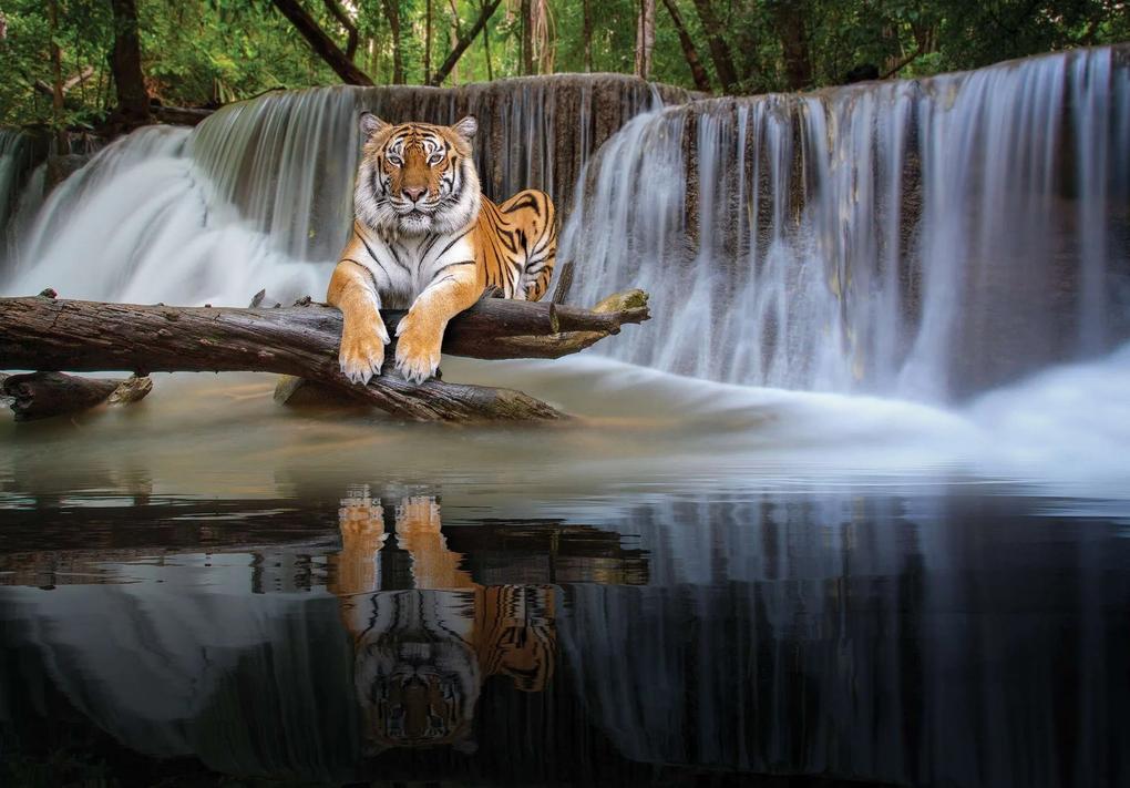 Postershop Fototapeta vliesová: Tygr u vodopádu - 254x184 cm