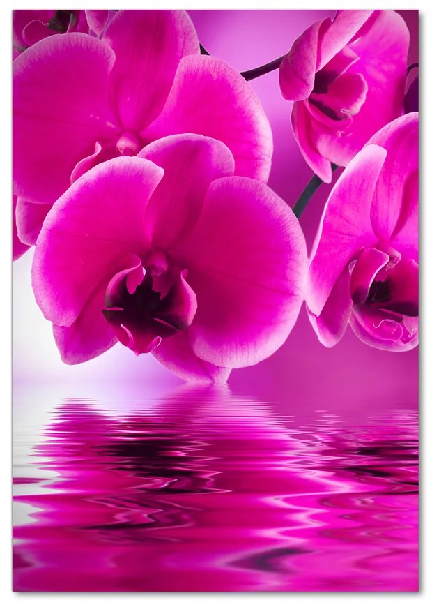 Wallmuralia Foto obraz akrylové sklo Růžová orchidej 70x100 cm
