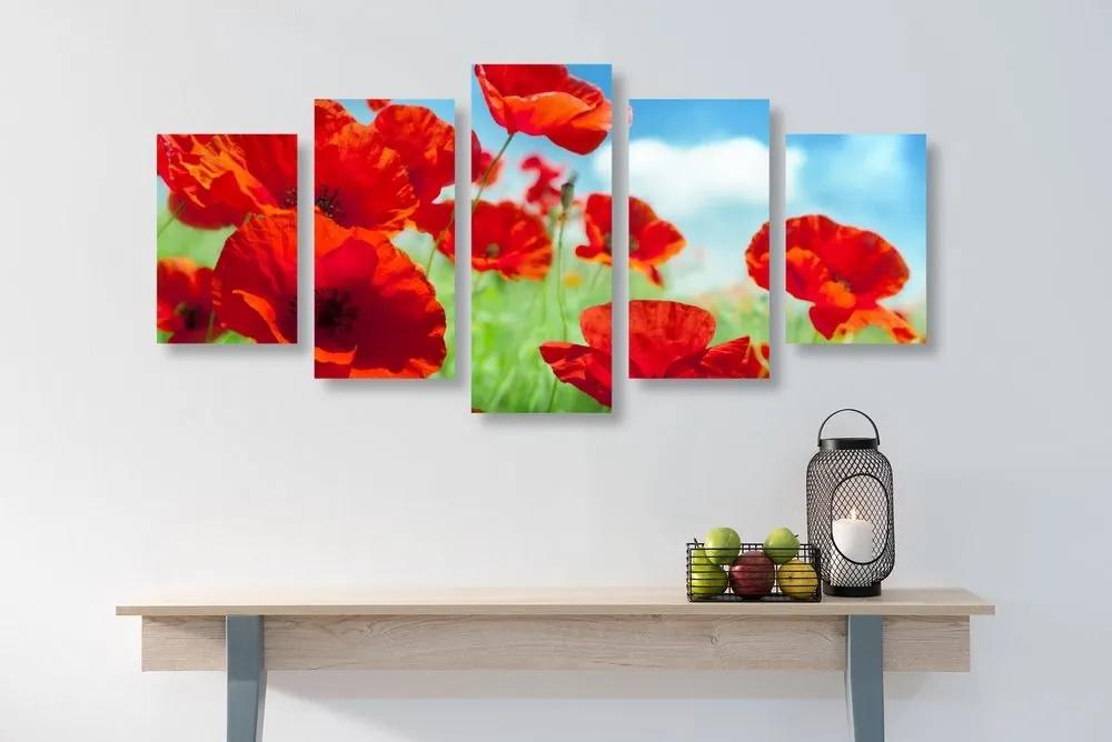 5-dílný obraz květy máku na louce - 200x100 cm