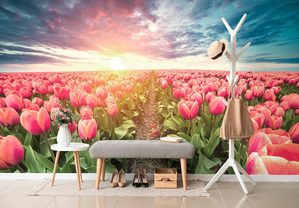 Tapeta východ slunce nad loukou s tulipány