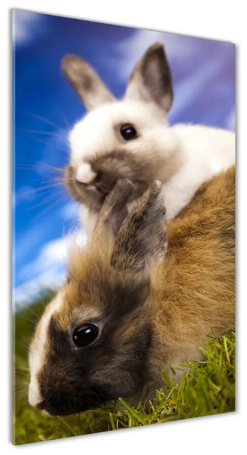 Wallmuralia Foto obraz sklo tvrzené Dva králíci 60x120 cm