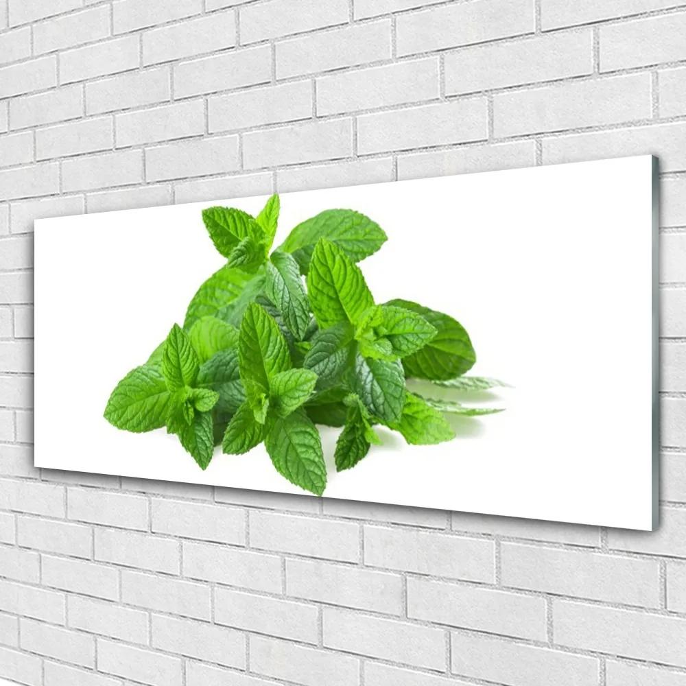 Plexisklo-obraz Máta Rostlina Příroda 125x50 cm