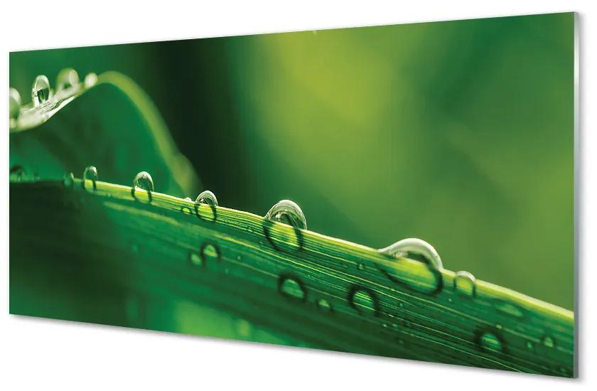 akrylový obraz Kapky tráva makro 100x50 cm