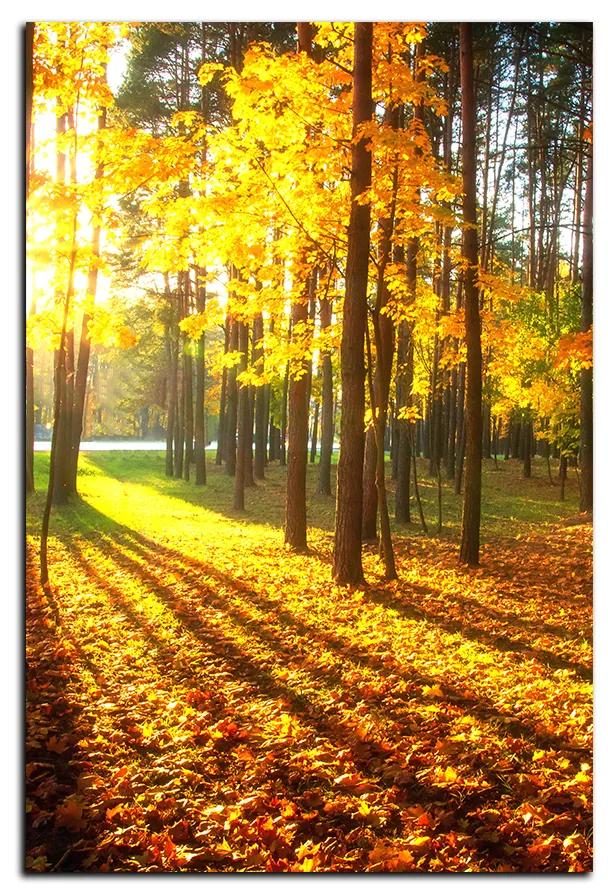 Obraz na plátně - Podzimní les - obdélník 7176A (100x70 cm)
