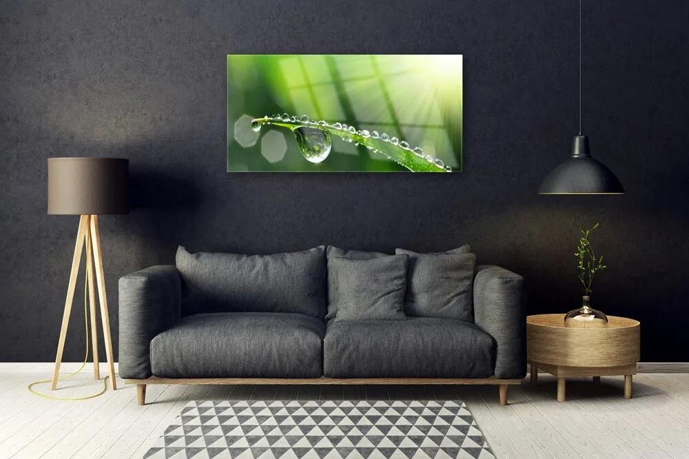 akrylový obraz Tráva Rosa Kapky Příroda 100x50 cm