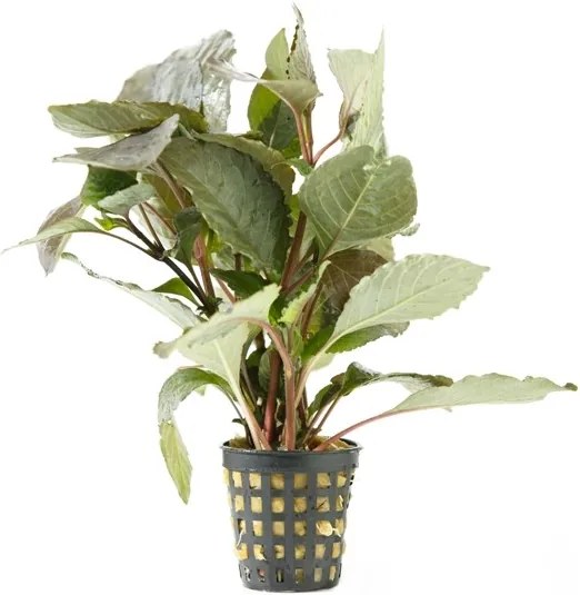 Hygrophila Cherry leaf