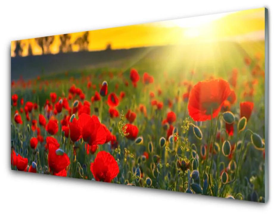 Plexisklo-obraz Louka Máky Rostlina Příroda 100x50 cm
