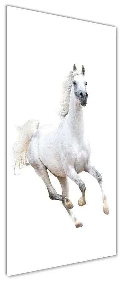 Wallmuralia Foto obraz akrylové sklo Bílý arabský kůň 50x125 cm