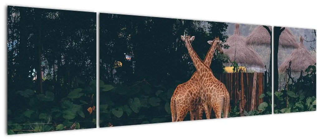 Obraz dvou žiraf (170x50 cm)