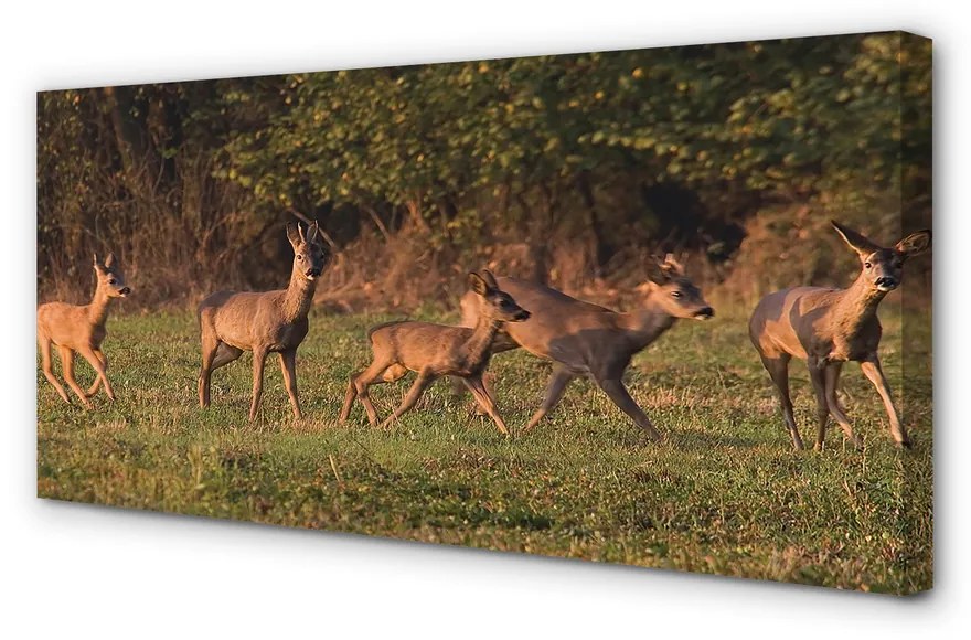 Obrazy na plátně Deer Golf svítání 125x50 cm