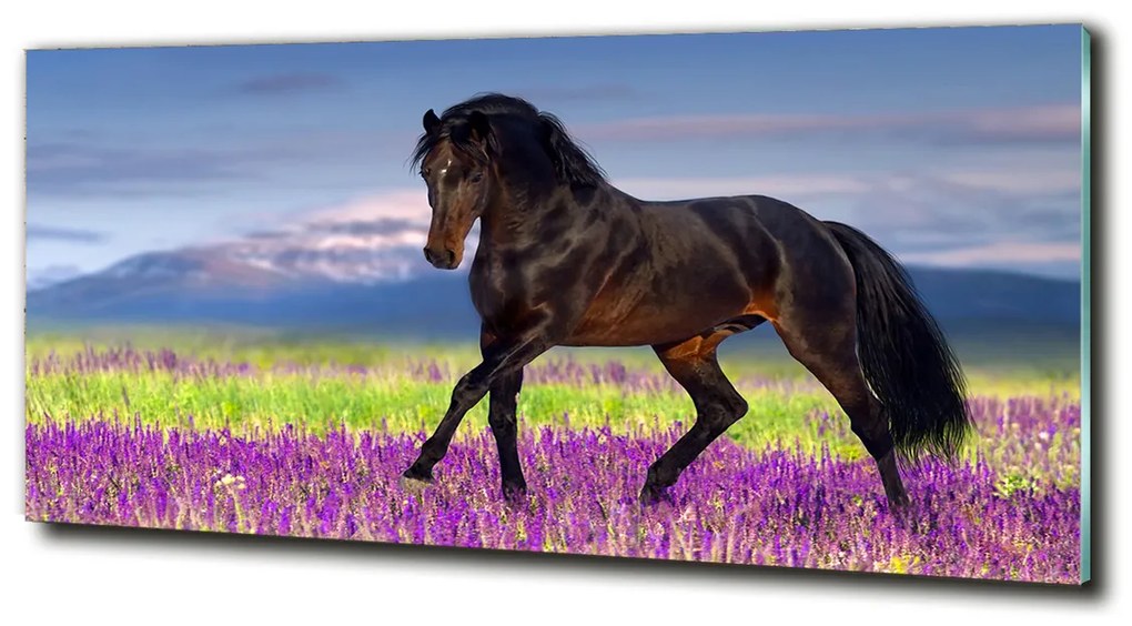 Foto obraz sklo tvrzené Kůň na poli levandule