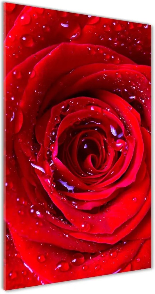 Foto obraz na plátně Červená růže