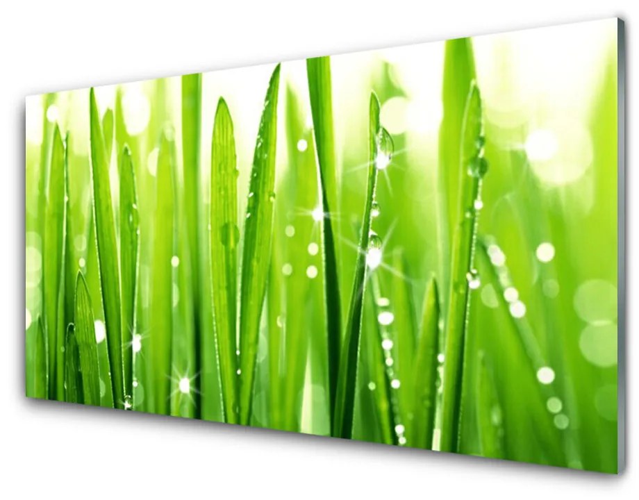 Obraz na skle Tráva Rostlina Příroda 140x70cm