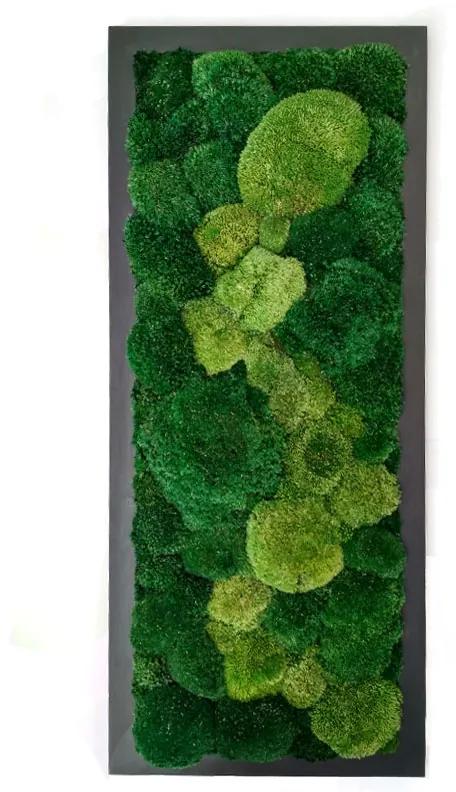 WOODILO Mechový obraz v  rámu z masivu 108 | kopečkový mech Rozměr obrazu: 120x50 cm, Barva rámu: Přírodní (světlé dřevo), Síla rámu (pohledová): 2,5 cm