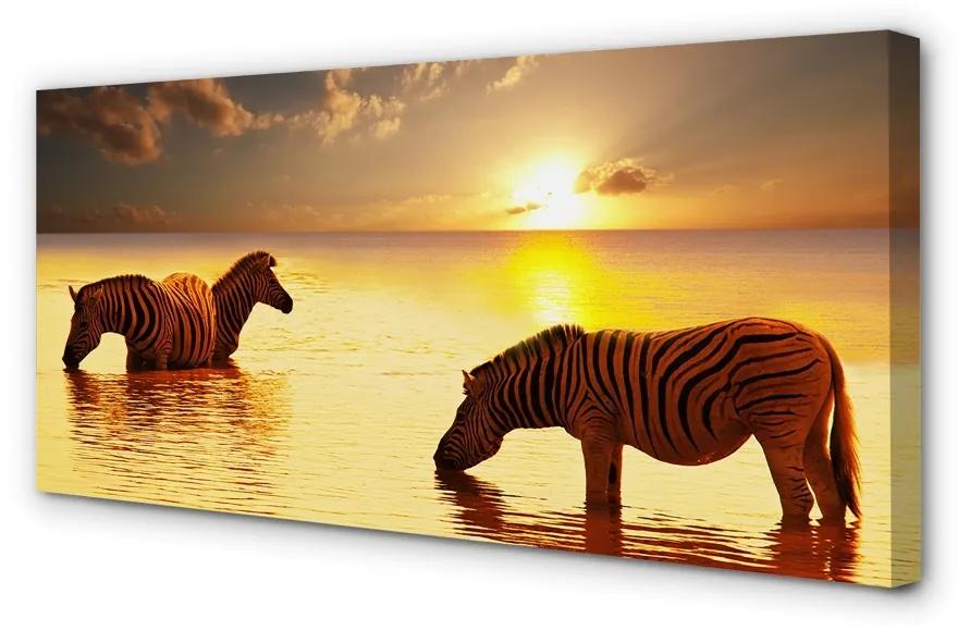 Obrazy na plátně Zebry voda západ slunce 100x50 cm