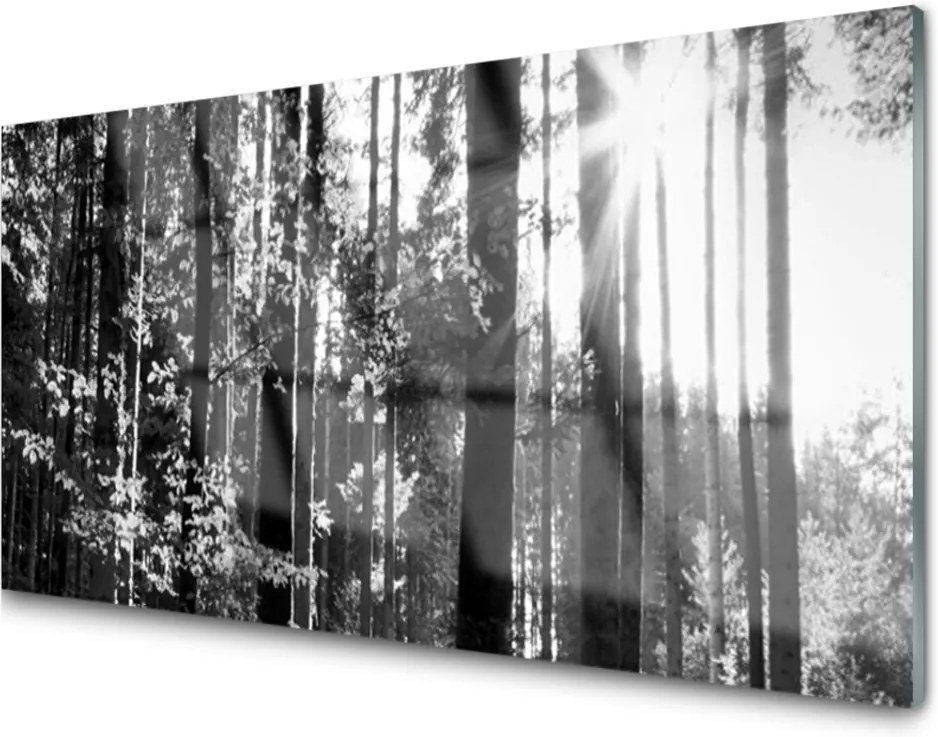 Obraz na skle Skleněný Les Příroda