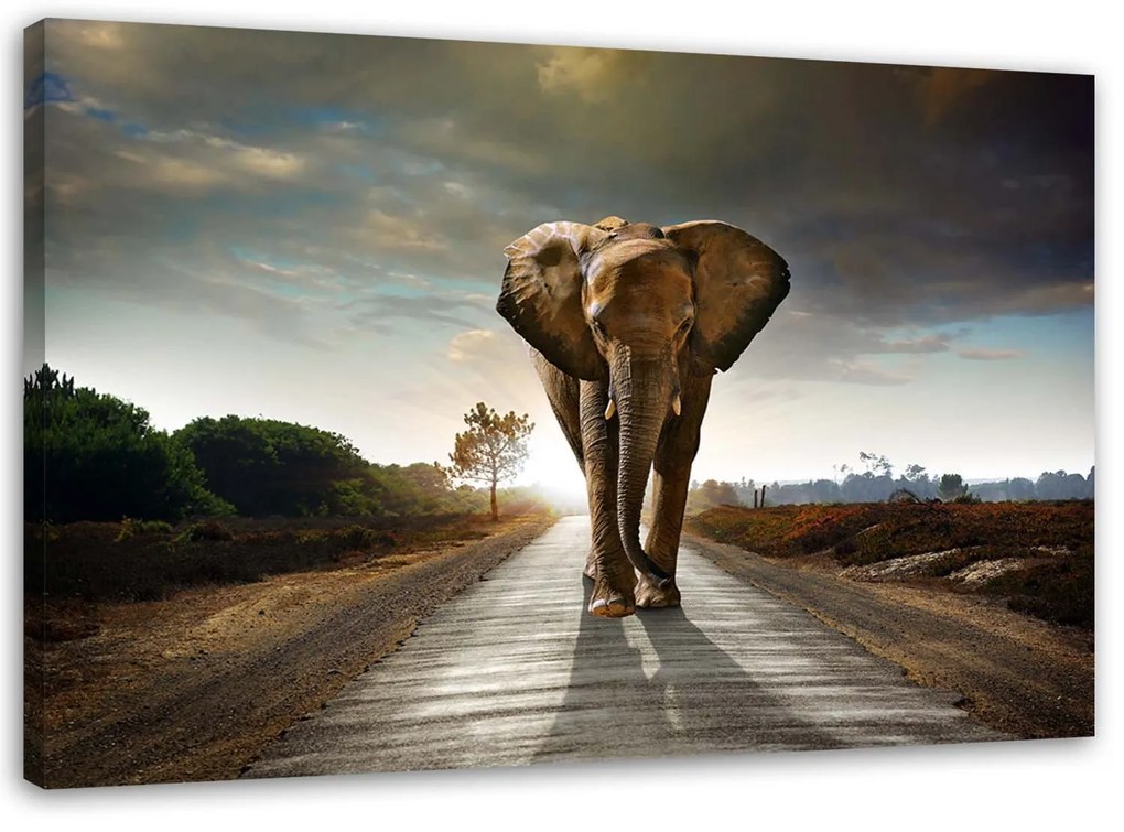 Gario Obraz na plátně Putování slona Rozměry: 60 x 40 cm