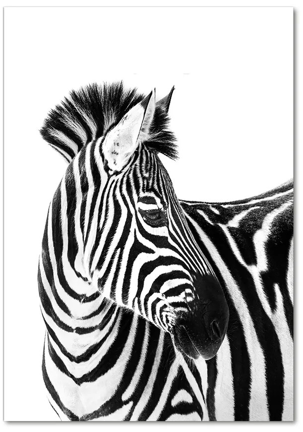 Wallmuralia Foto obraz akryl do obýváku Zebra na sněhu 70x100 cm