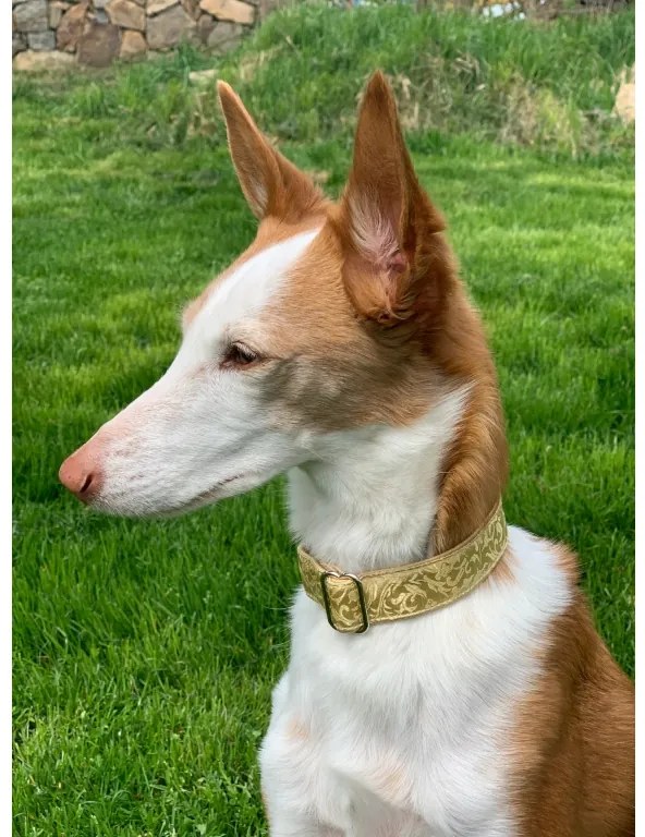 Obojek pro psa Grace Emily Ornament zlatý Provedení: Martingal, Délka obojku: XL - 50 - 66 cm, Šířka obojku: 2,5 cm