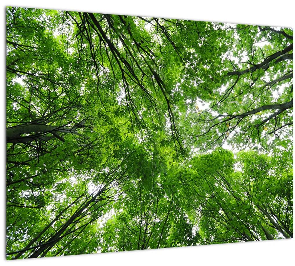 Obraz - Pohled do korun stromů (70x50 cm)