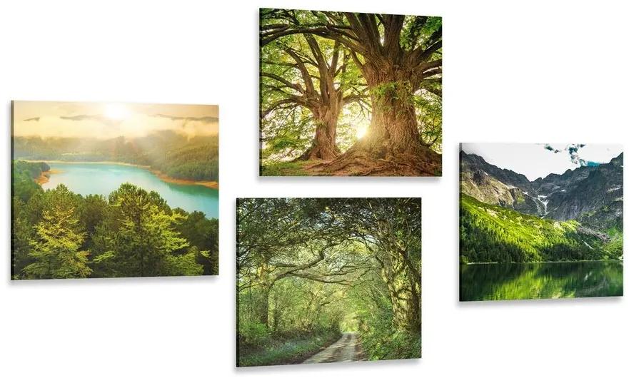 Set obrazů nádherná zelená příroda - 4x 60x60 cm