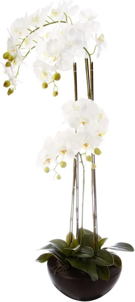 Bílá orchidej v květináči – krásná ozdoba místnosti, skvělý dárek