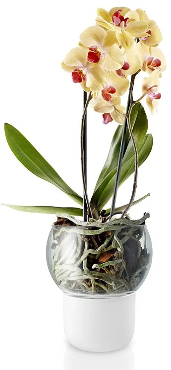 EVA SOLO Skleněný samozavlažovací květináč na orchideje OE 15 cm