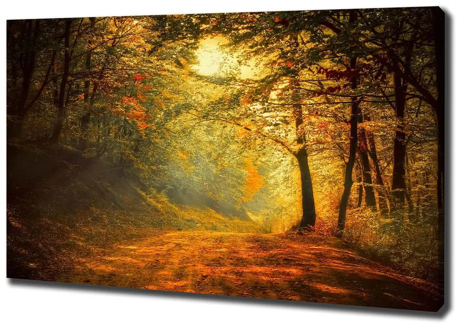 Wallmuralia Foto obraz na plátně Podzimní les 100x70 cm