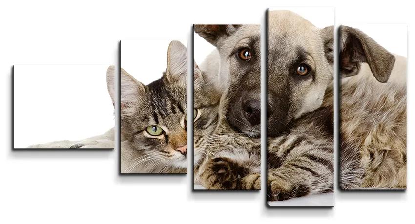 Sablio Obraz - 5-dílný Kočička a štěňátko - 100x60 cm