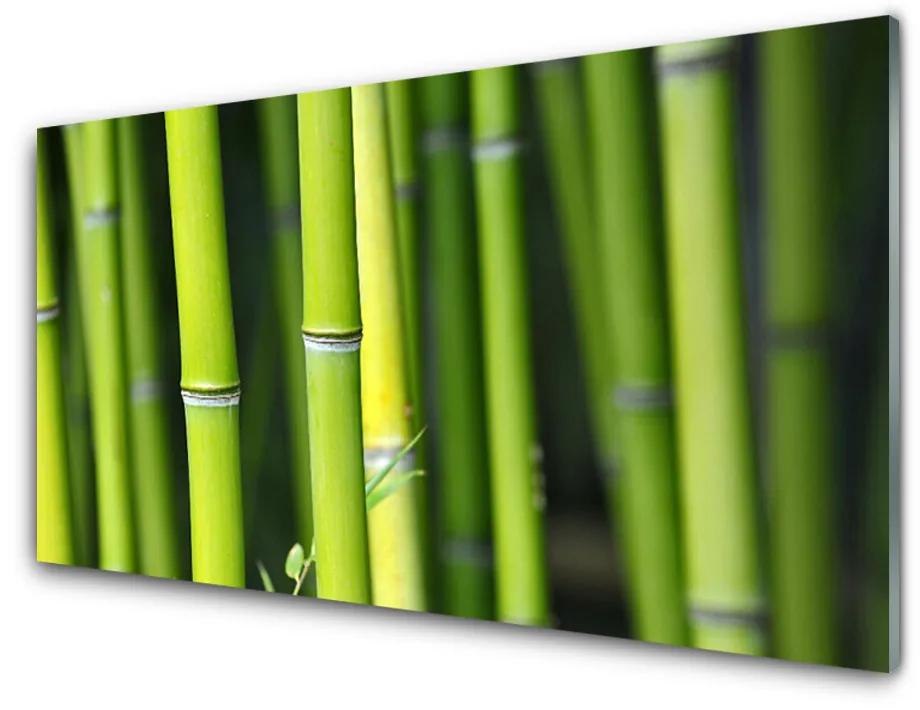 akrylový obraz Bambus Příroda Rostlina 125x50 cm