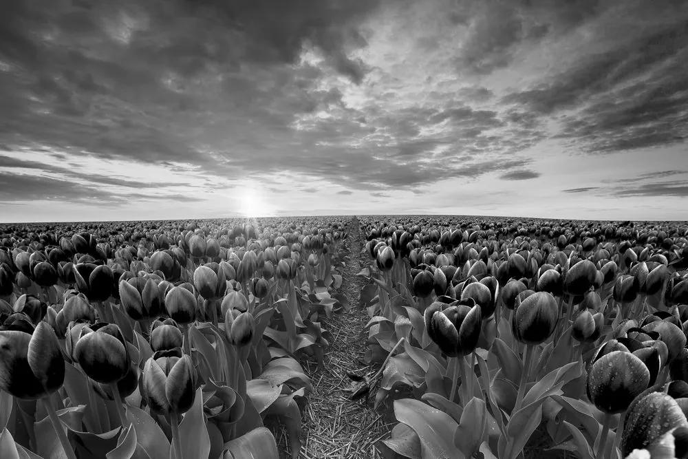 Obraz východ slunce nad loukou s tulipány v černobílém provedení Varianta: 120x80