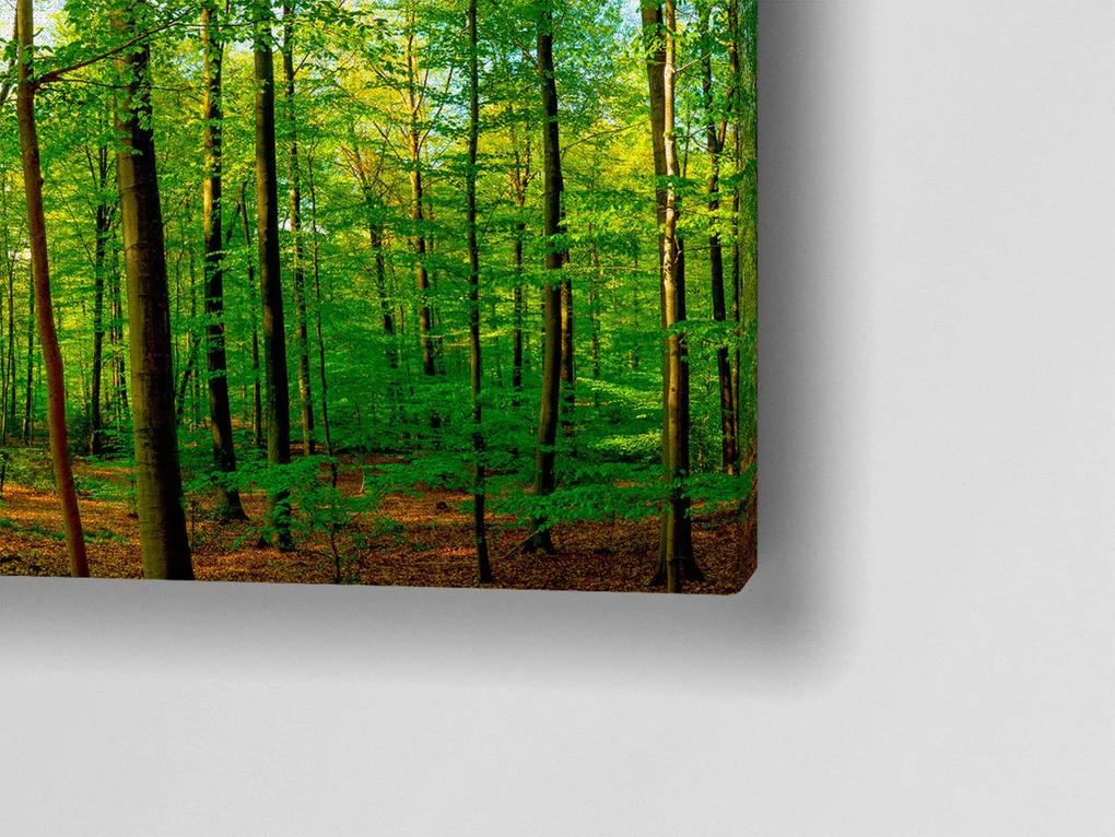 Liox Obraz les Rozměr: 200 x 90 cm