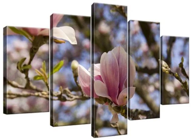 Tištěný obraz Kvetoucí magnólie 100x63cm 77A_5D