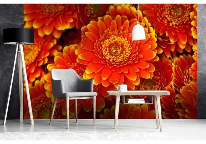 DIMEX | Samolepicí vliesová fototapeta na zeď Gerbera MA-5-0131 | 375 x 250 cm | červená, žlutá