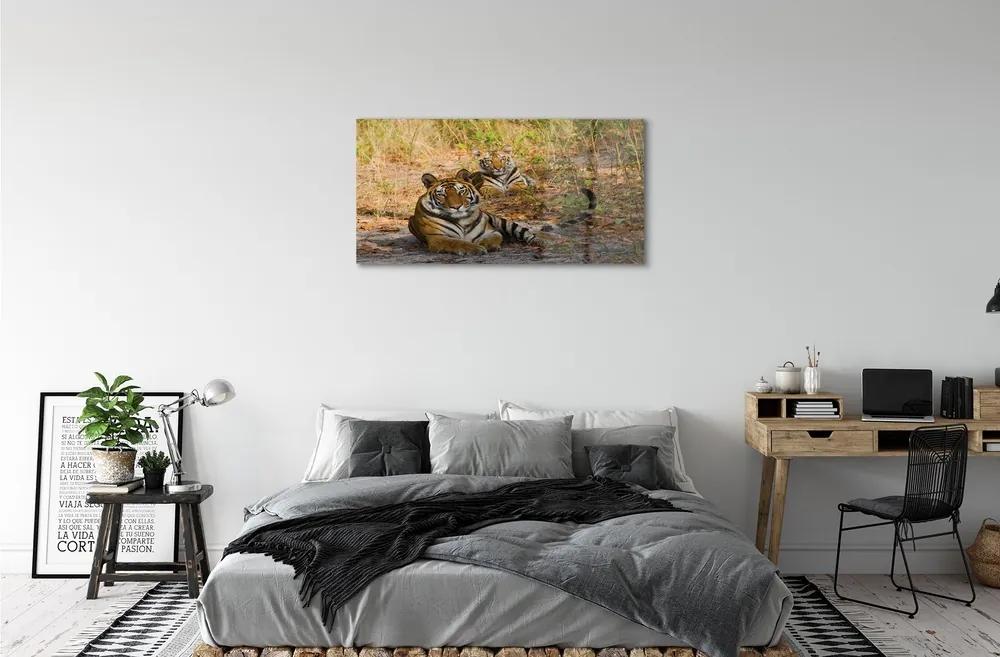 Obraz na skle Tigers 100x50 cm