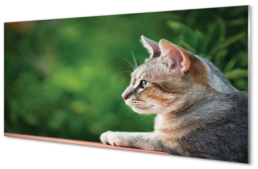 Obraz na skle vypadající kočka 100x50 cm