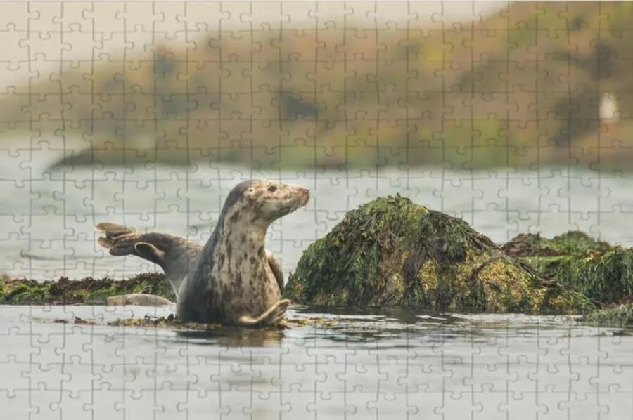 Puzzle A3 tuleň kuželozubý I