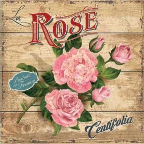 ART-STYLE Obrázek 30x30, rose centifolia, rám bílý s patinou