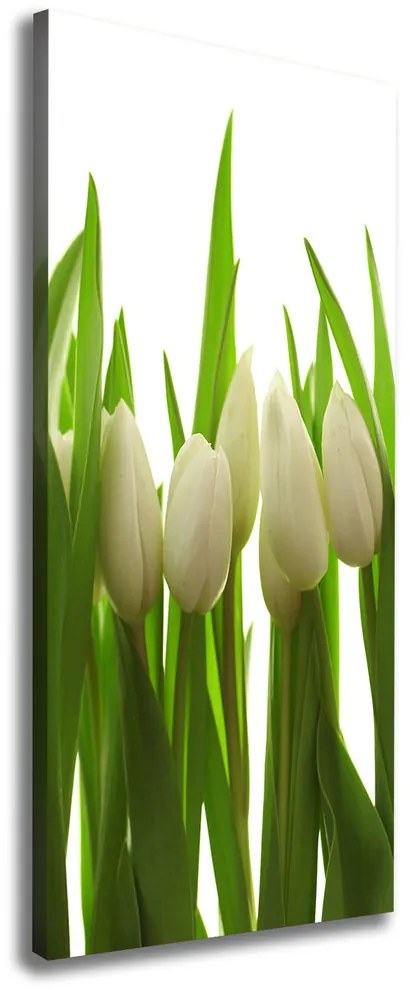 Wallmuralia Foto obraz na plátně Bílé tulipány 50x125 cm