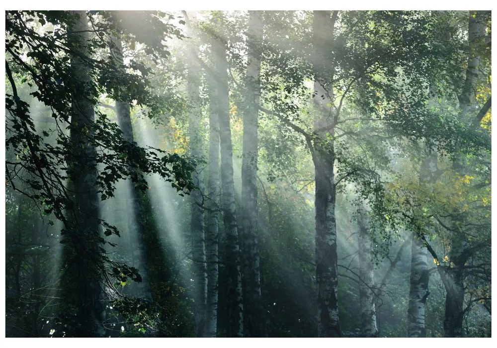 Fototapeta sluneční paprsky v mlhavém lese