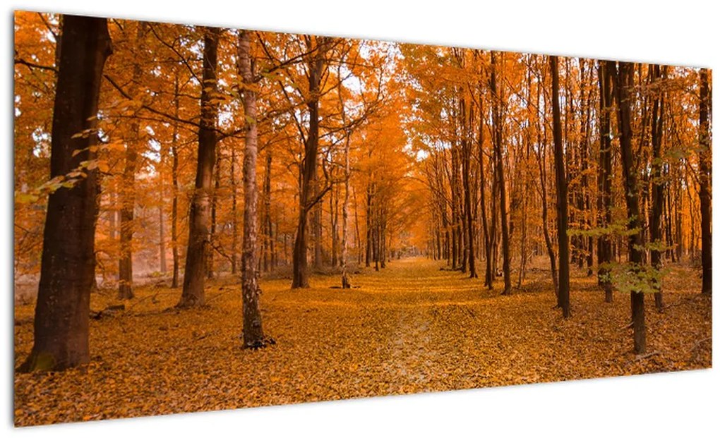 Obraz lesní cesty (100x40cm)