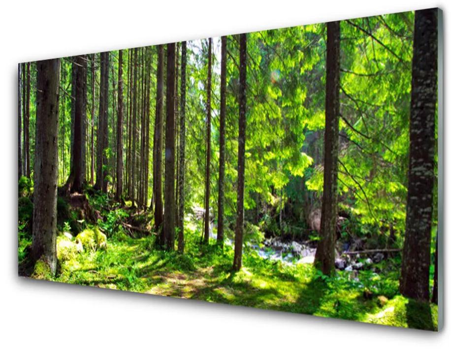 Plexisklo-obraz Les Stromy Rostlina Příroda 100x50 cm