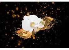 InSmile ® Obraz na zeď - bílá orchidej Velikost: 120x80 cm