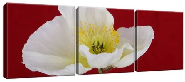 Tištěný obraz Bílý květ - Nina Mathews 90x30cm 1593A_3A