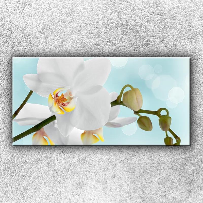 Foto na plátno Bílá orchidej 2 100x50 cm